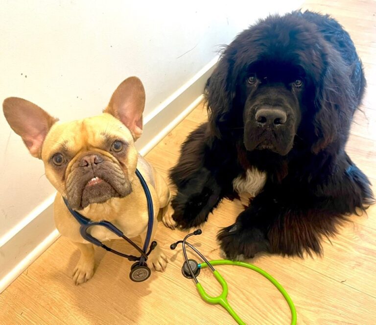 Heart Murmur in Dogs: Causes and Treatment | Apex Vets