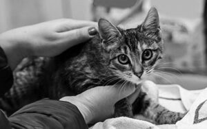 Apex Vets | Specialty & Emergency Veterinarian in Silver Spring, MD