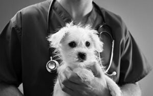 Apex Vets | Specialty & Emergency Veterinarian in Silver Spring, MD