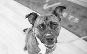 Apex Vets | Specialty & Emergency Veterinarian in Silver Spring, MD