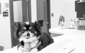 Apex Vets | Specialty & Emergency Veterinarian in Silver Spring, MD